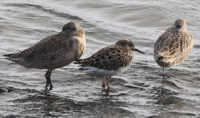 The Natural History of Bodega Head: Ruff day at the beach