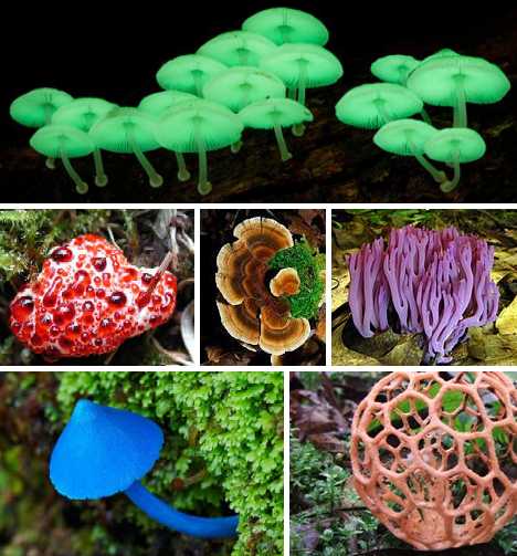Knowing More About Fungus |MyRokan