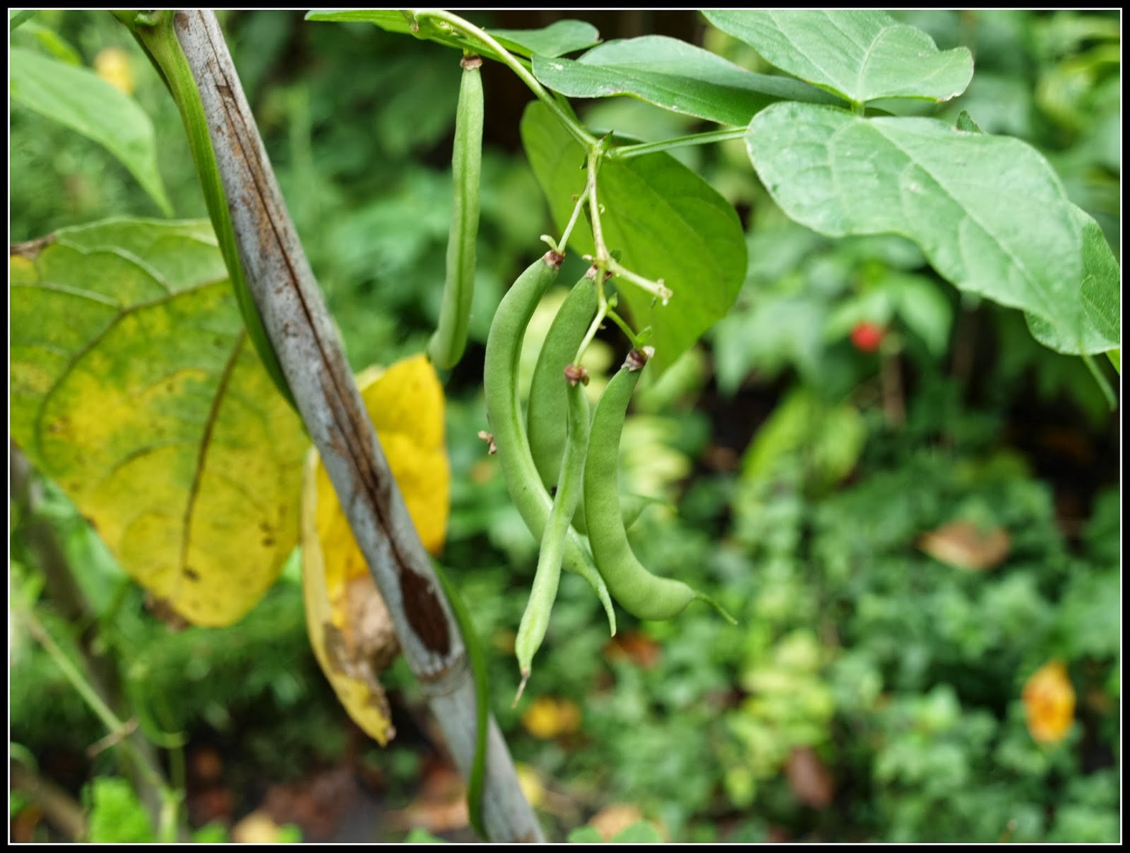 Mark's Veg Plot: Climbing French Bean "Cobra"
