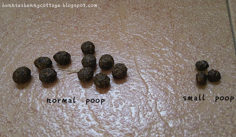 The Rabbit Basement: GI (Gastrointestinal) Stasis