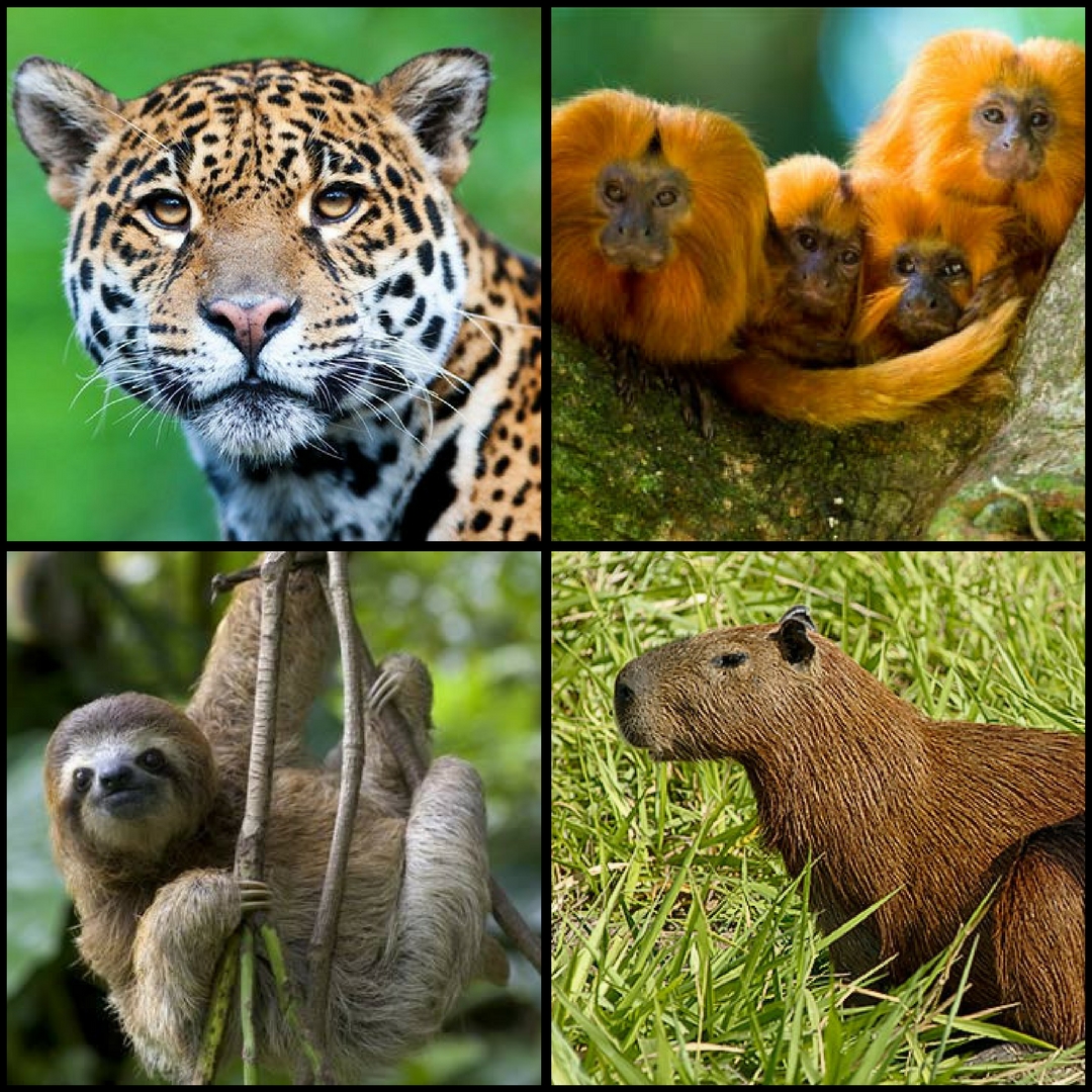 Um apelo da Mata Atlântica