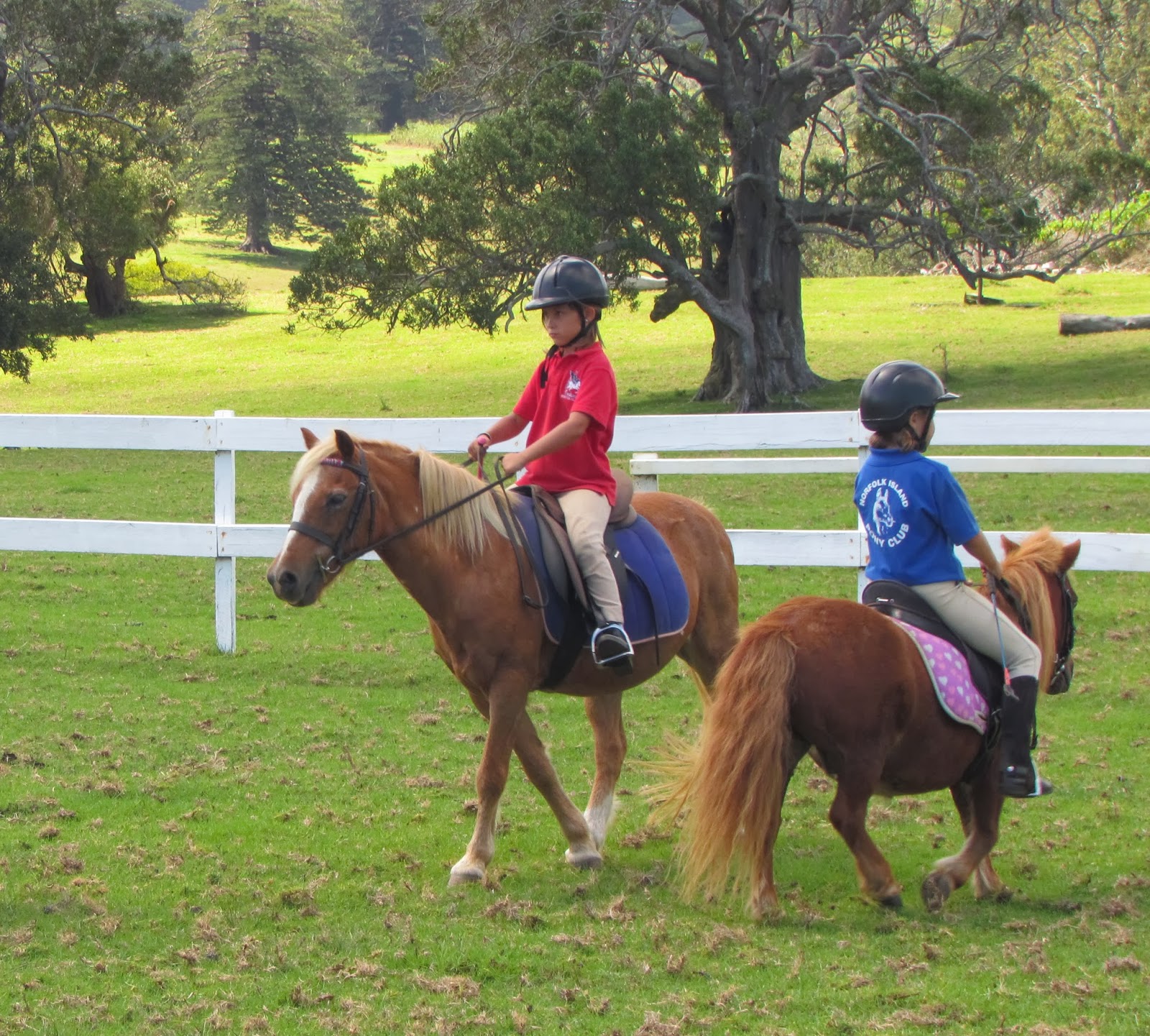 Norfolk Island Pony Club & Equestrian Association: Pony Club Rally Day ...