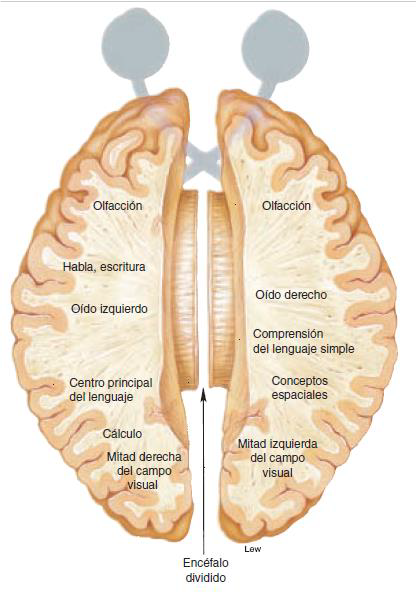 Neurociencia de la conducta II: Lateralización, lenguaje y cerebro ...