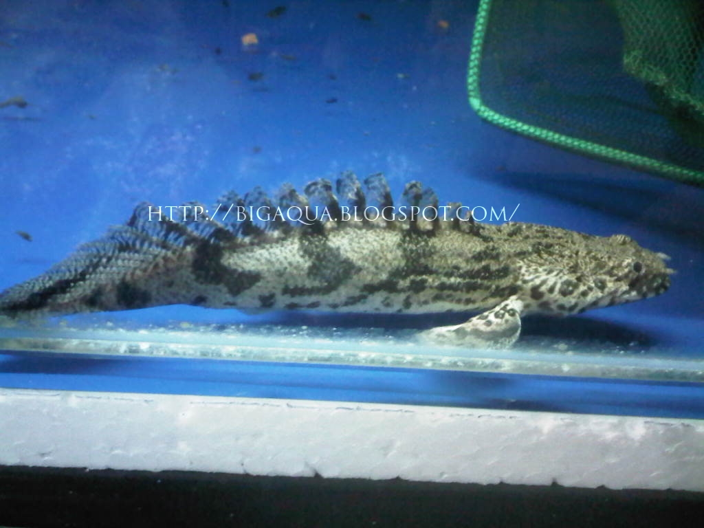 Short Body Polypterus Endlicheri ~ Big Aqua