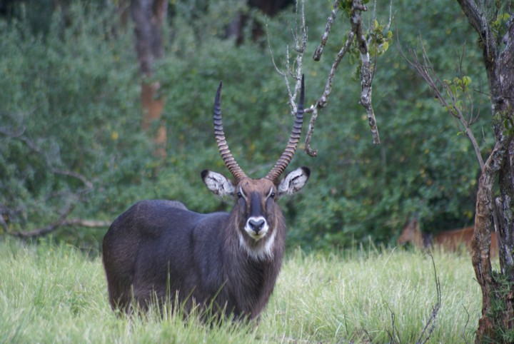 Kihiu's Nature Diary: Waterbuck, Majestic