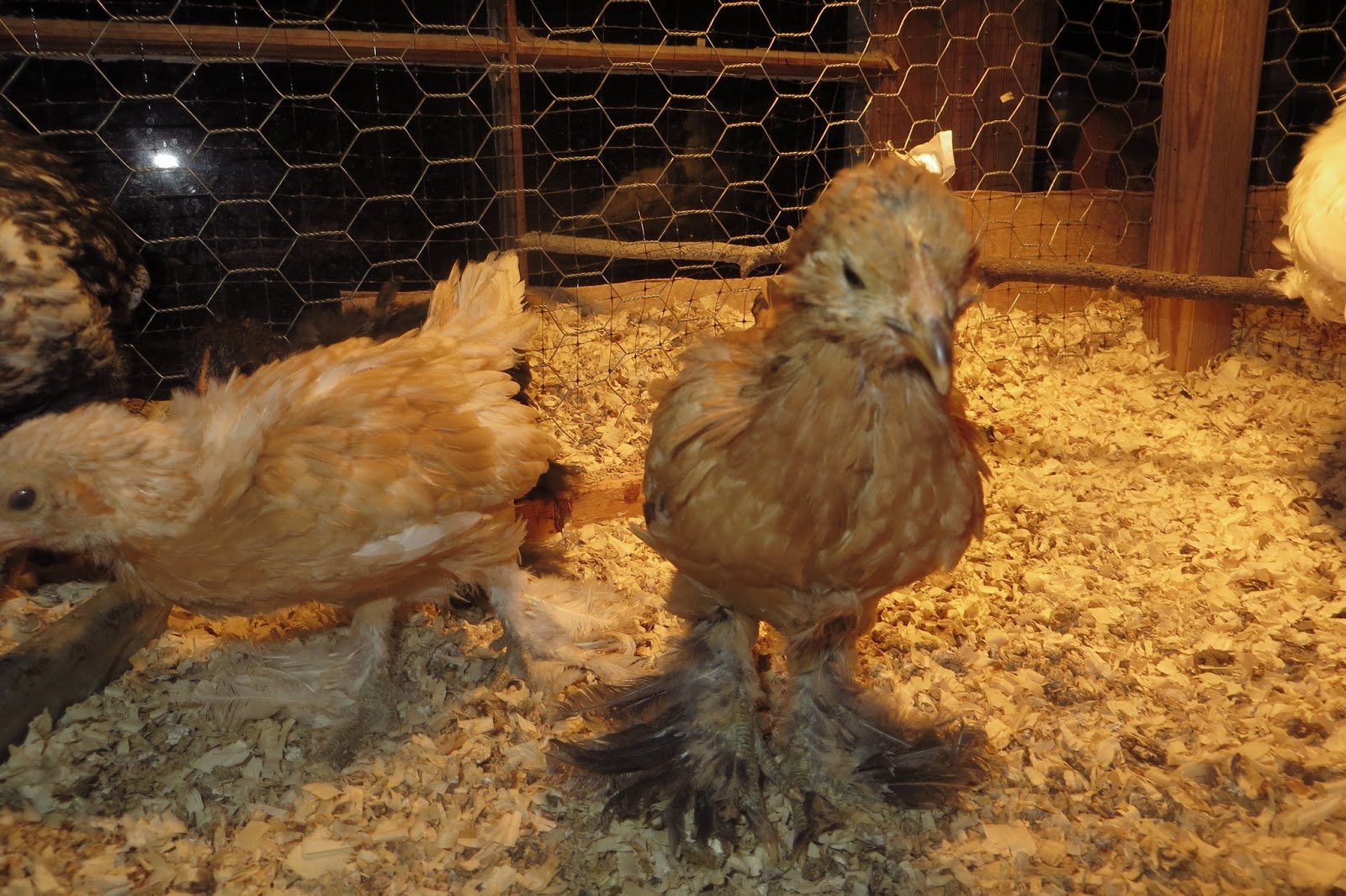 Feather Feet & Vulture Hocks: Golden Neck d'Uccle Chickens