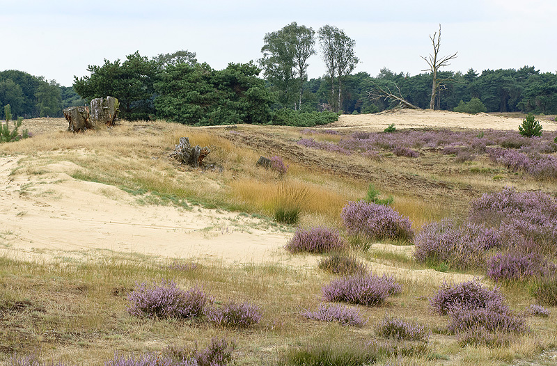 Frans van Boxtel Natuurfotografie: De grote, stille heide ...