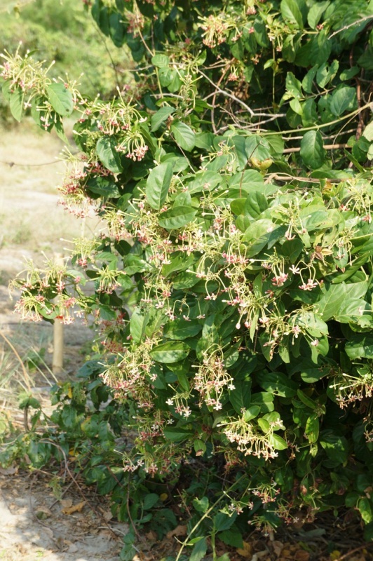 OUR PHILIPPINE TREES: The Wild Creeper