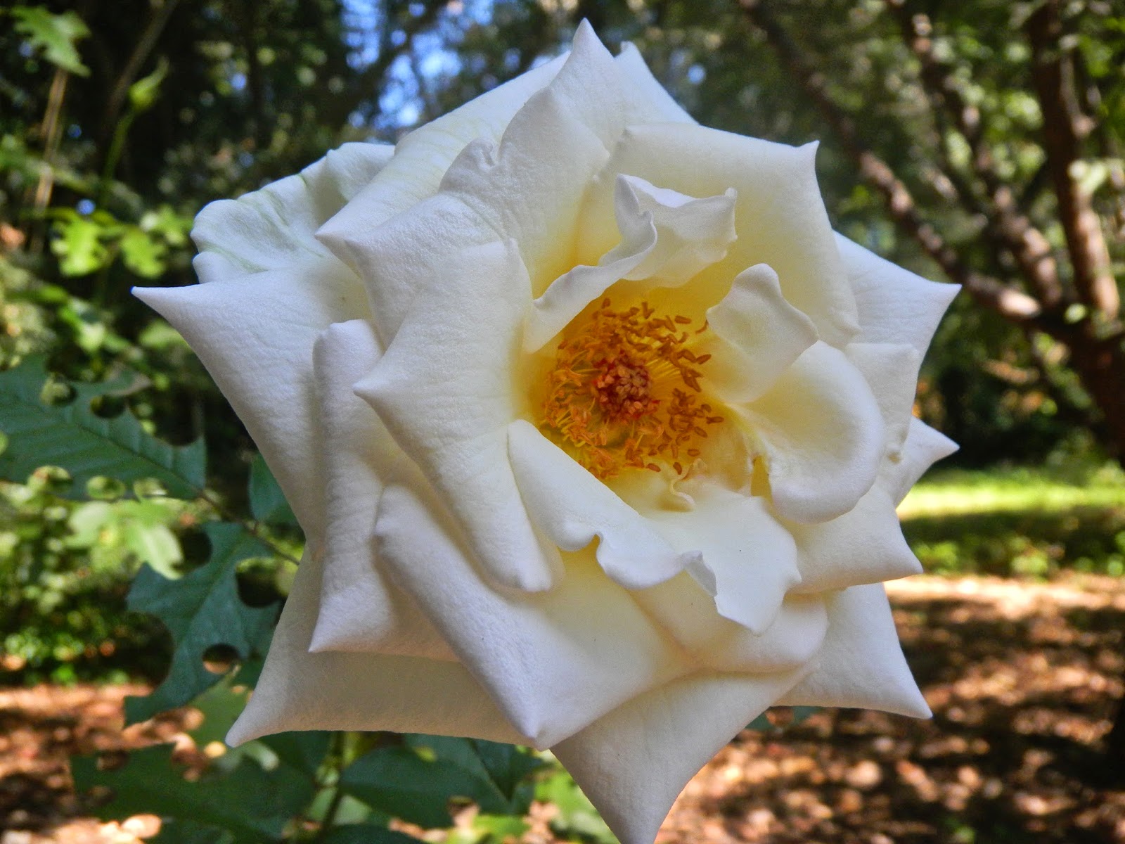 The Traveling Gardener