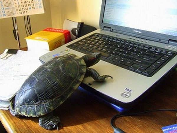 Most Funny Pictures,Weird,Bizarre,Strange Stuff: Animals Using Computer