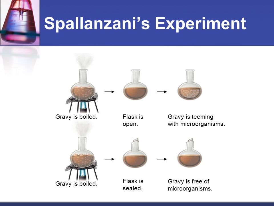 BIOLOGI GONZAGA: GENERATIO SPONTANEA - BIOGENESIS