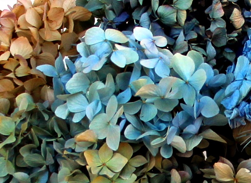 DRIED HYDRANGEAS - Fall arrangements that last for years - Sowing the Seeds