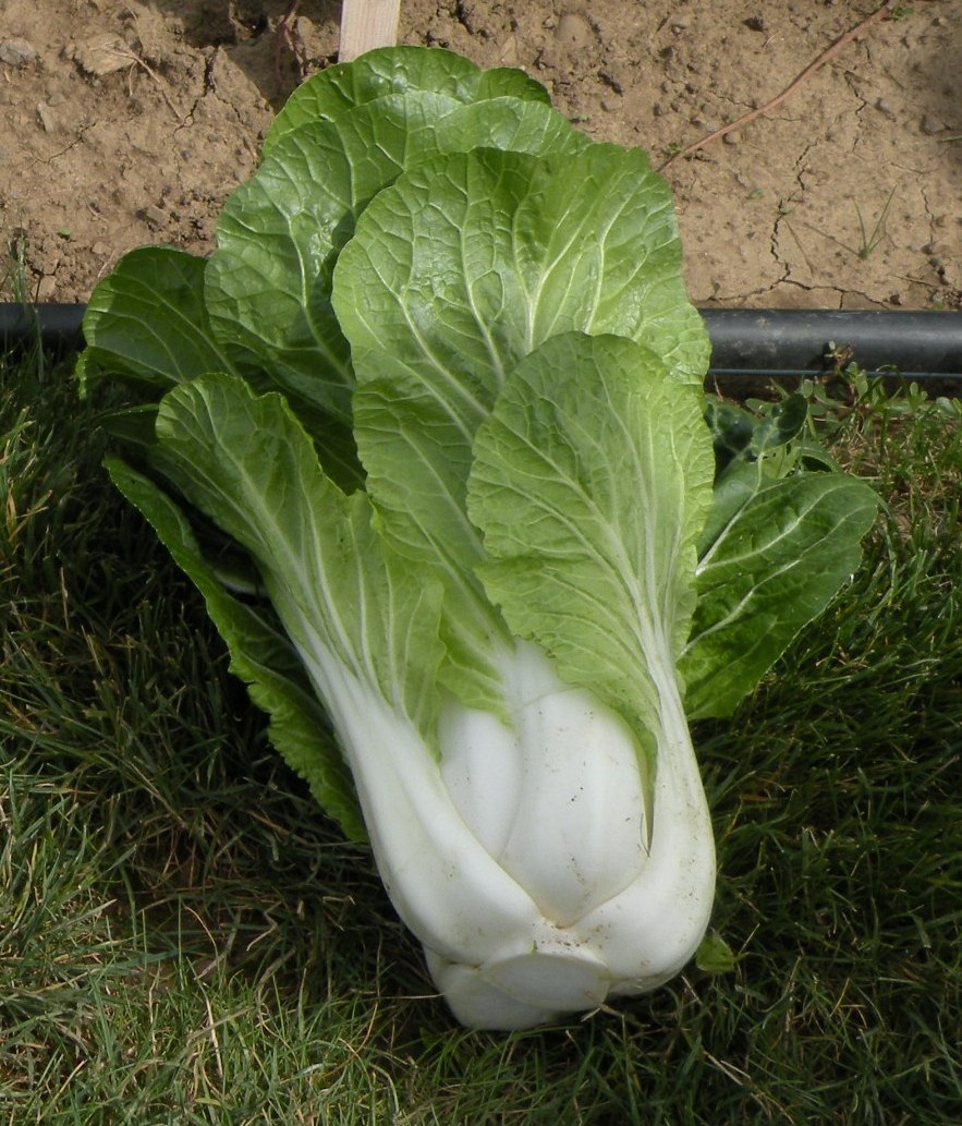 Brassica rapa chinensis - Cải bẹ trắng