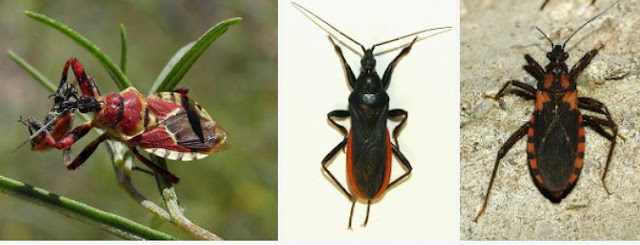 Arizona: Beetles, Bugs, Birds and more: Kissing Bug or not?