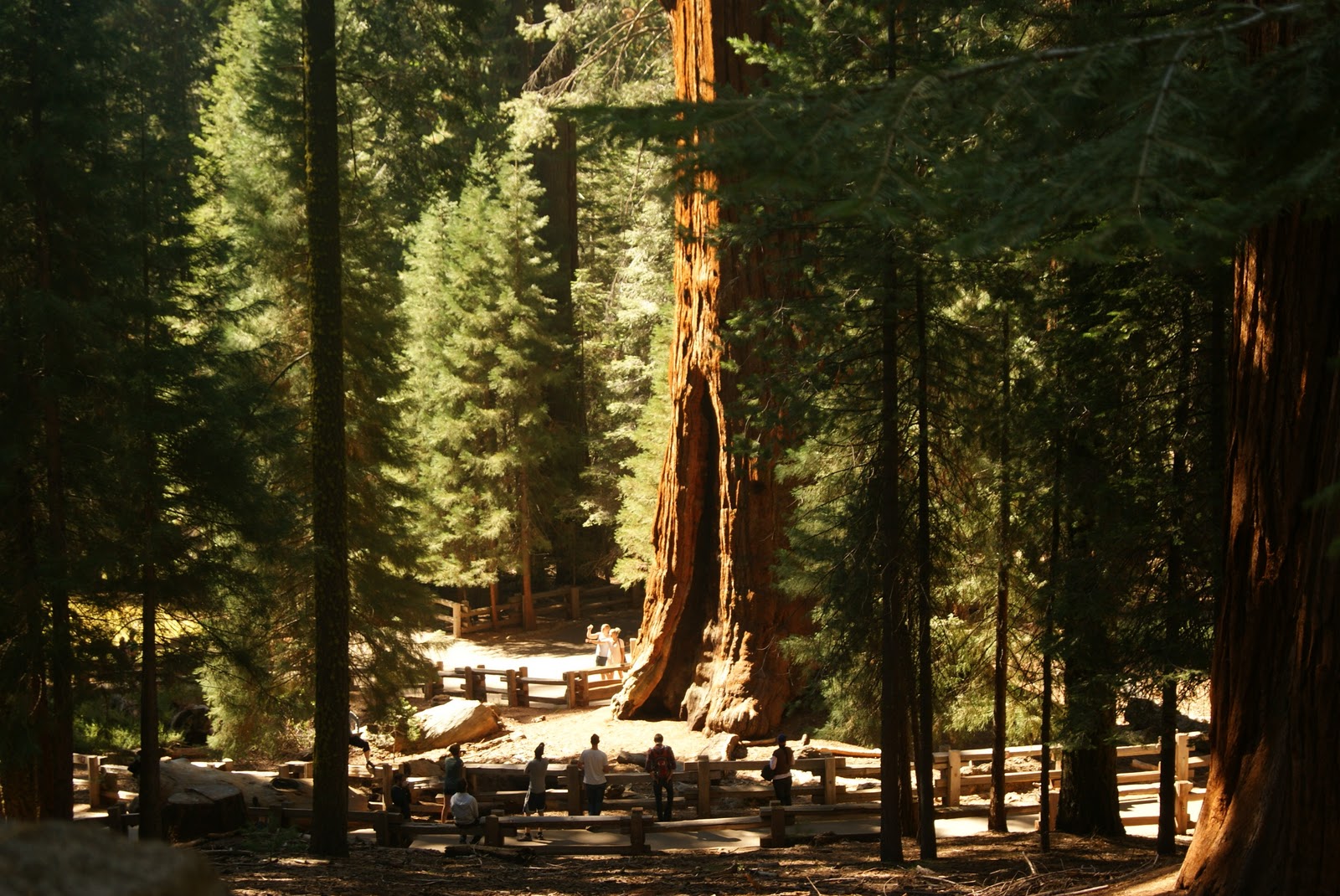 My Yellowstone life: Sequoia National Park