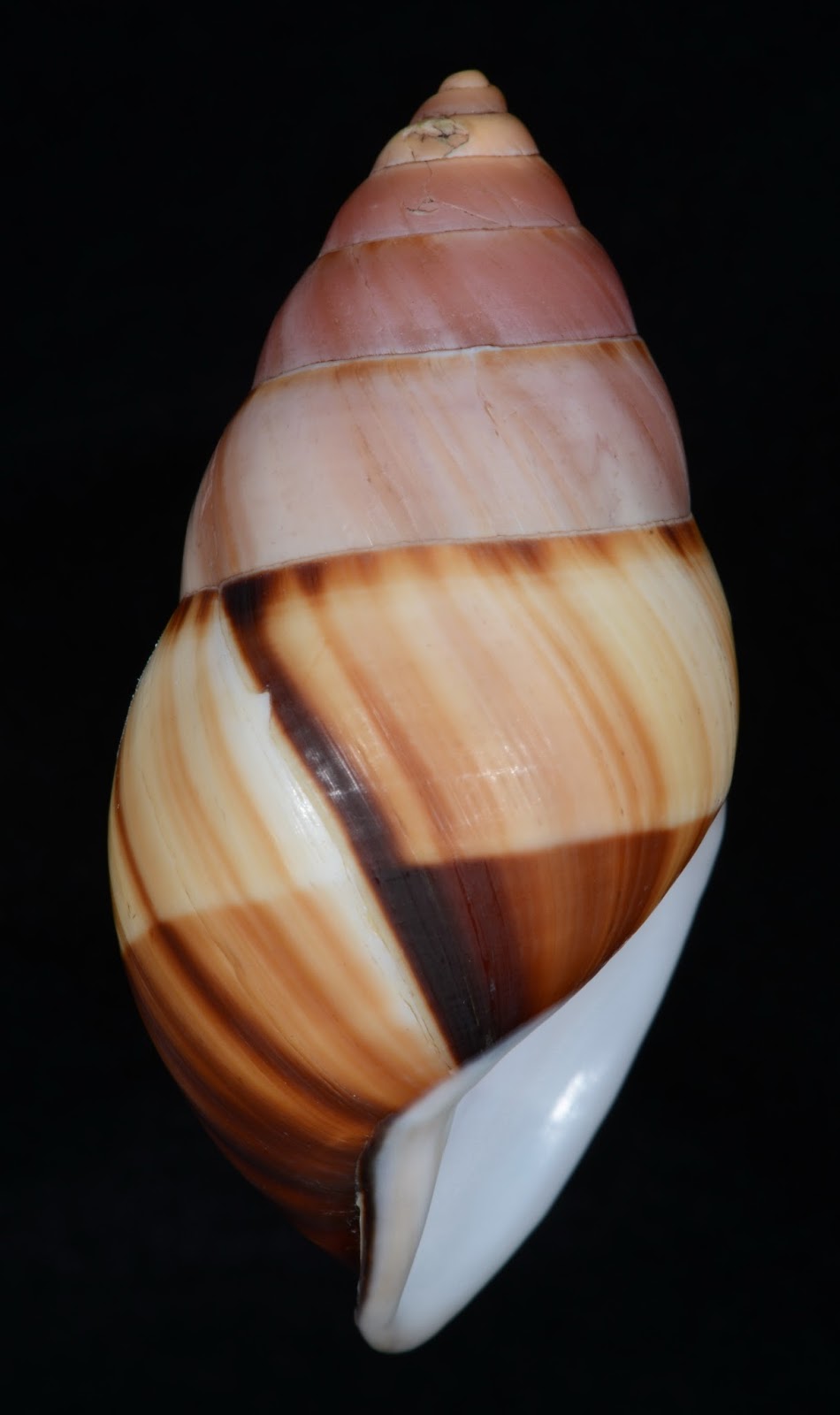 Dr. Lee's Gallery Museum: Amphidromus inversus annamiticus 51.78mm ...