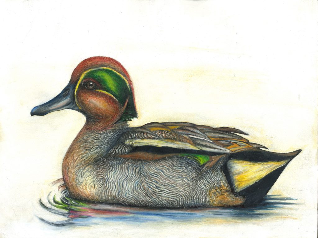 Lowcountry outdoors: SEWE awards 2018 S.C. Junior Duck Stamp Winners
