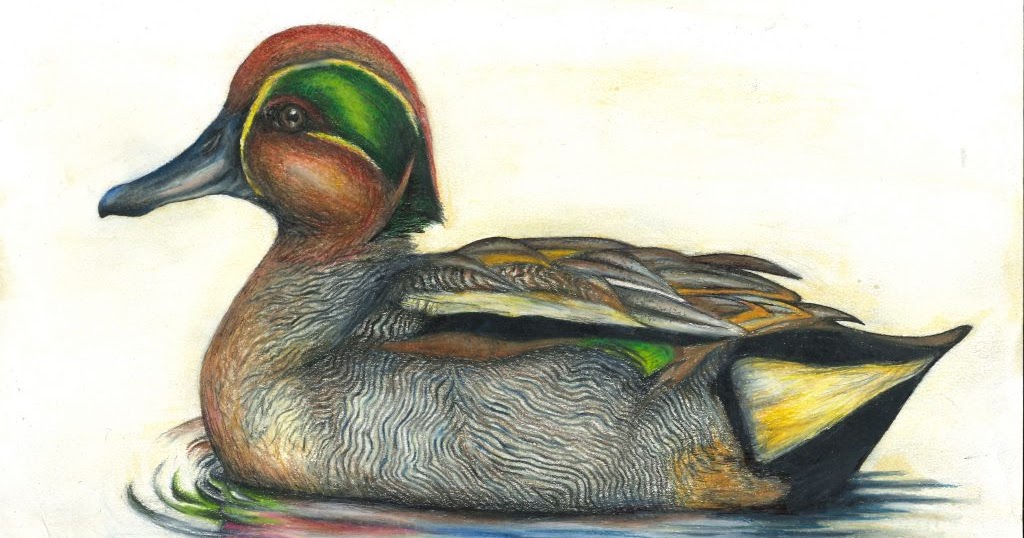 Lowcountry outdoors: SEWE awards 2018 S.C. Junior Duck Stamp Winners
