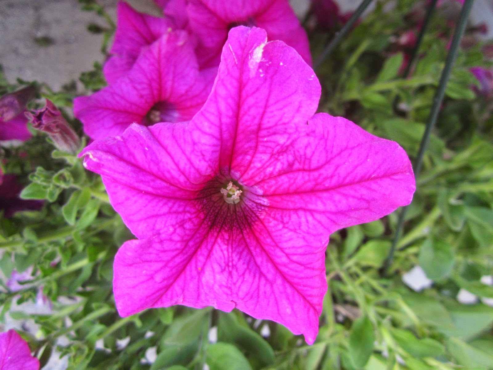 EL PENTÁGONO, EL PENTAGRAMA Y EL PENTÁCULO