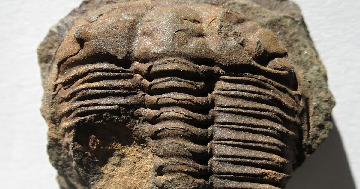 Fosilie : Ptychoparia striata