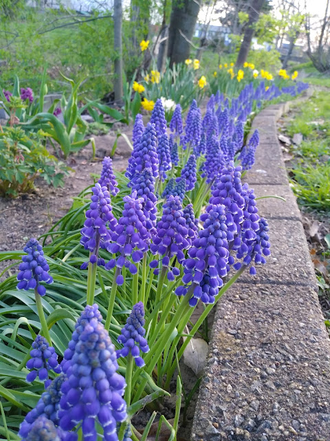 Sweet Home Indiana: Spring Garden Tour