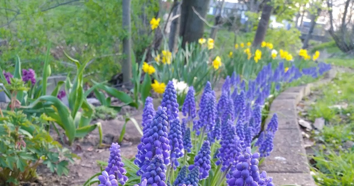 Sweet Home Indiana: Spring Garden Tour