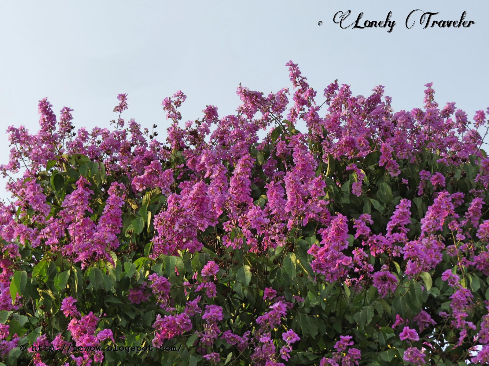 Jarul ful (জারুল ফুল) - Lagerstroemia speciosa