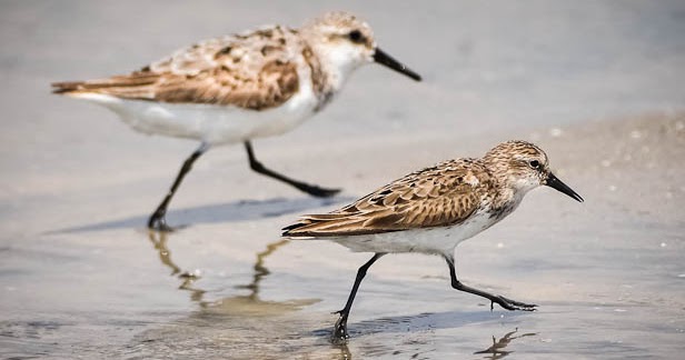 The Freiday Bird Blog: Fri-D: Semipalmated Sandpiper vs. Sanderling