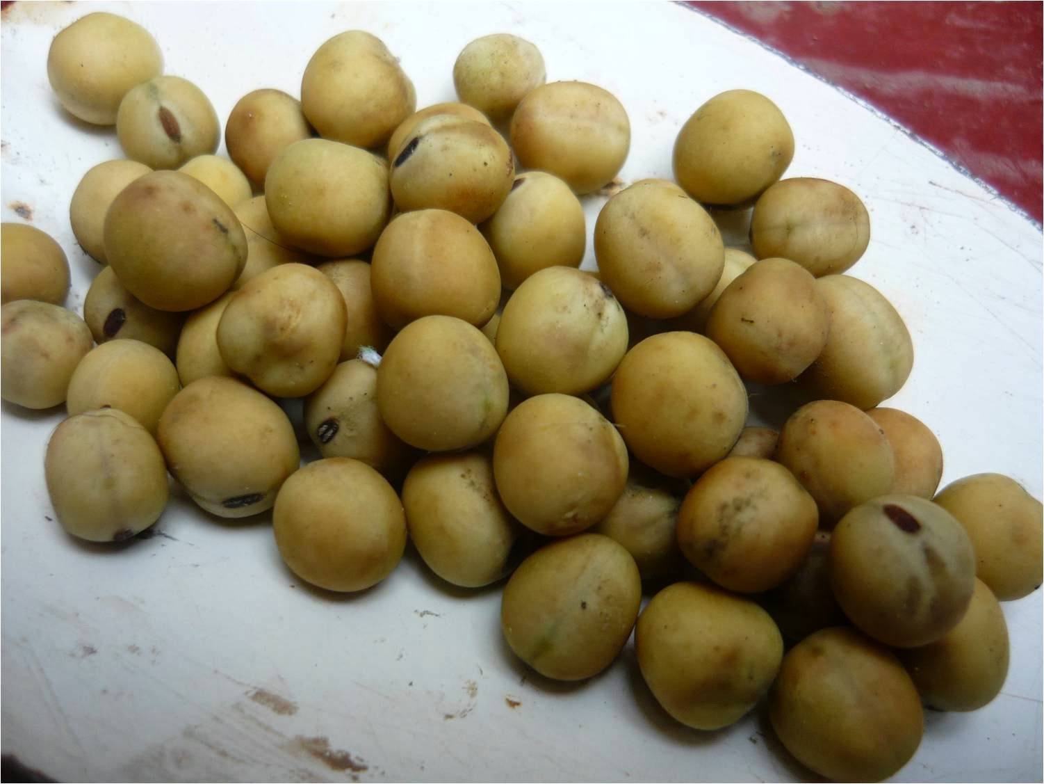 ALTERNATIVA ECOLÓGICA: CULTIVO DE ALVERJAS