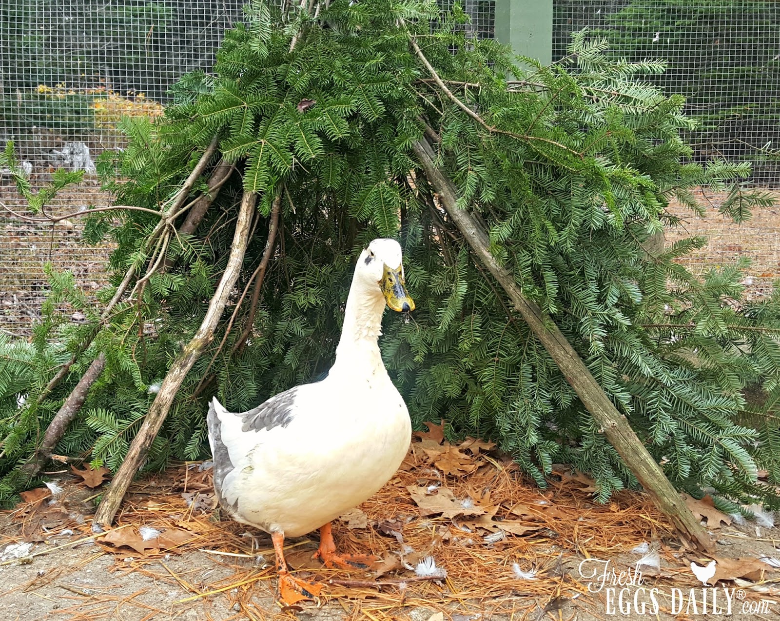 Easy DIY Duck or Chicken Teepee - Fresh Eggs Daily® with Lisa Steele