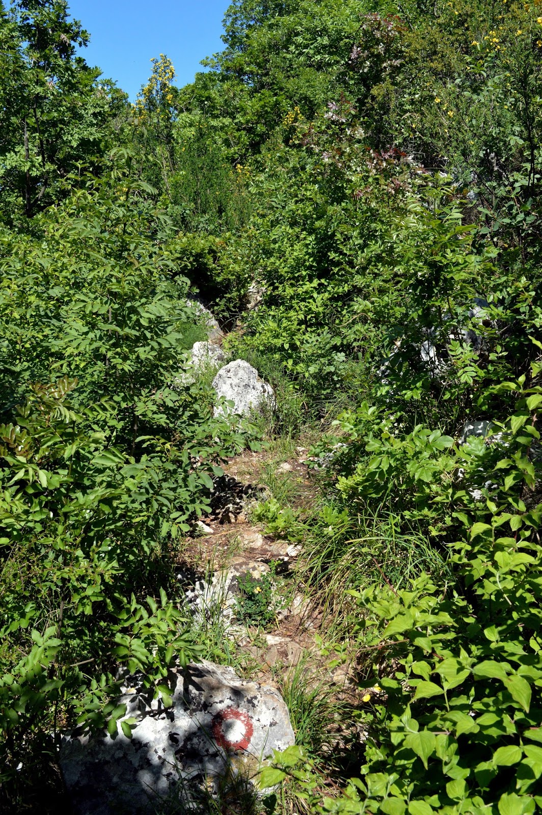 Ljepote planina: Kozjak, vrh Biranj, svibanj 2017