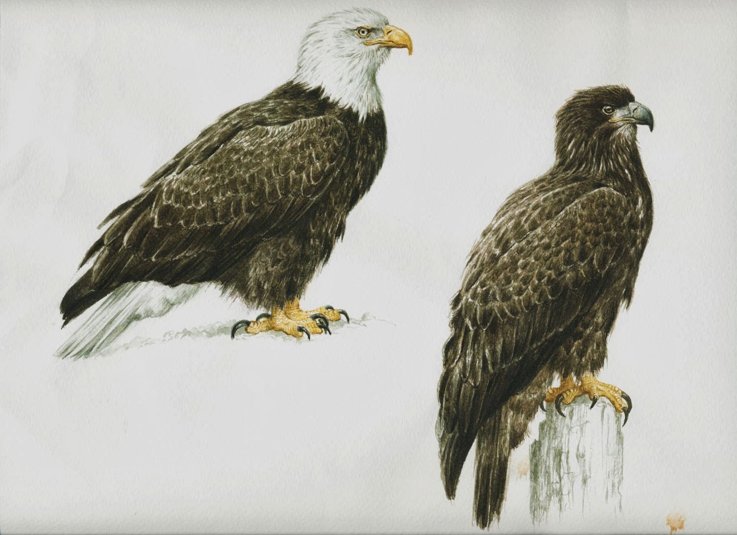 Animal-Bird Illustrations: Bald eagle Illustrations