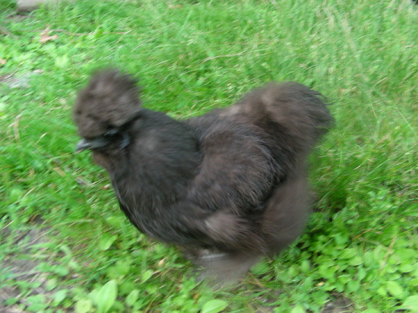 The Chickeness: Chicks and pullets available for delivery June 7th!