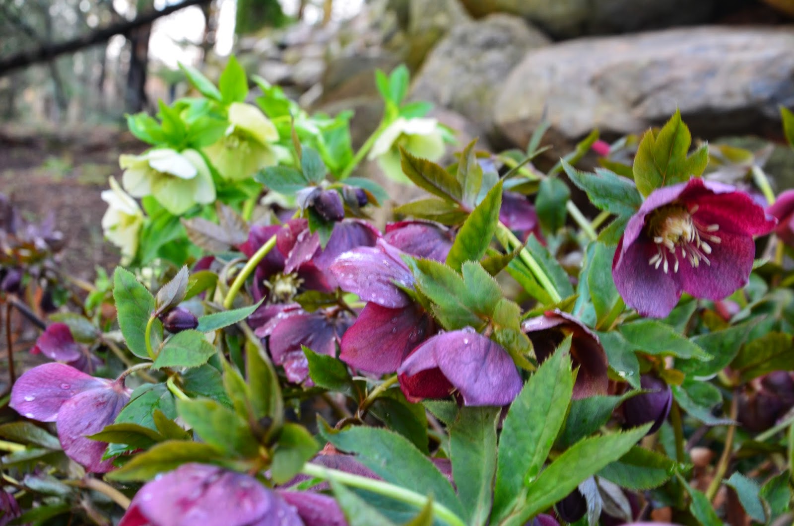Zone Five and a Half: To Hellebores and Back