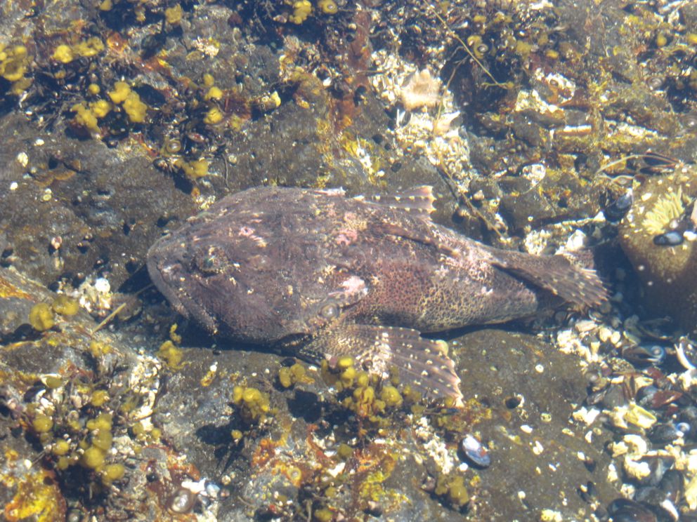 Charismatic Microfauna: Newport, Oregon: Rocky Intertidal