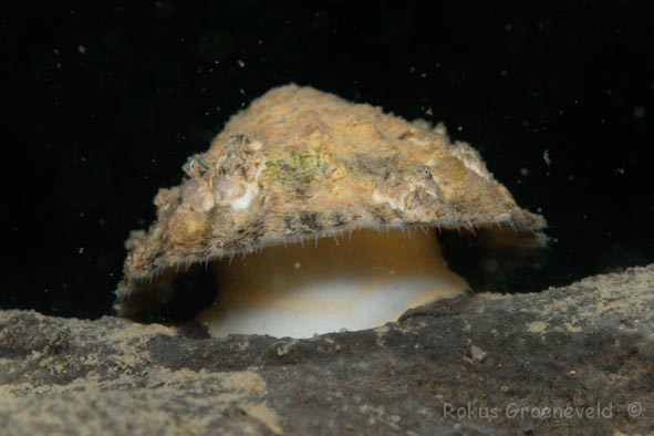 Catalogue of Organisms: Limpets of the North-east Atlantic
