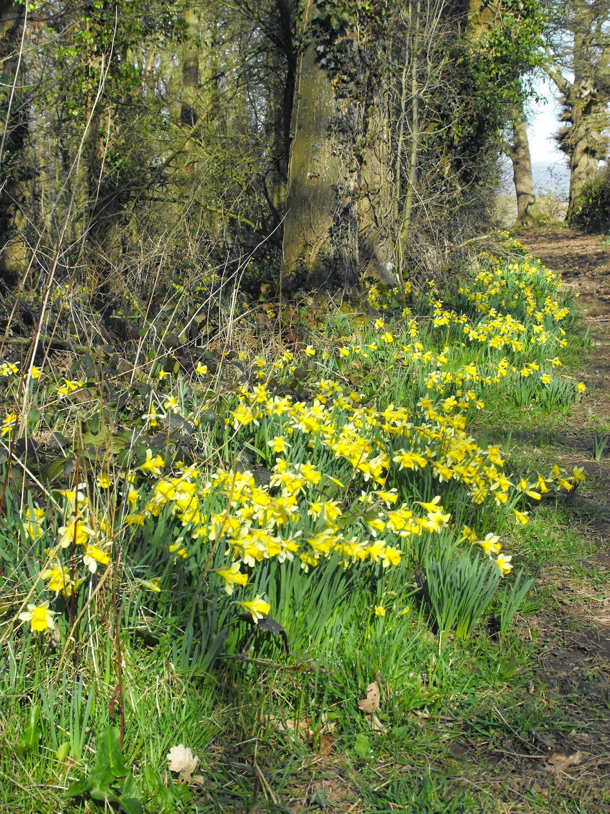 Codlinsandcream2: The wild daffodils of Dymock - photo heavy