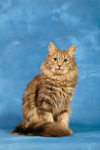 Angora turco tabby atigrado azul