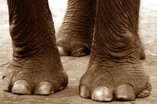 Misteri Kaki Gajah | Informasi Gila