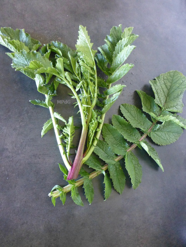 belles, sauvages et plus: la ravenelle, une plante sauvage et ...