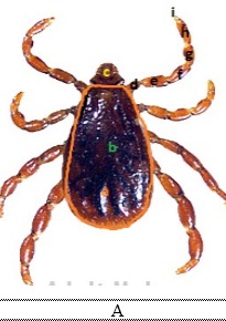 Rhipicephalus sanguineus pada Anjingdan Pengendaliannya