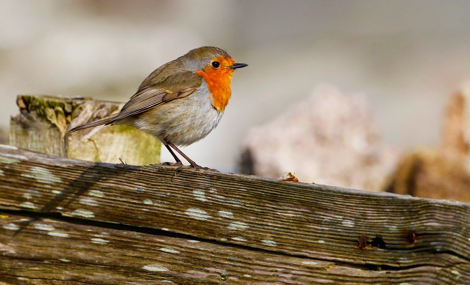 Fair Isle: Fair Isle Early Spring Bird Photos by Mark