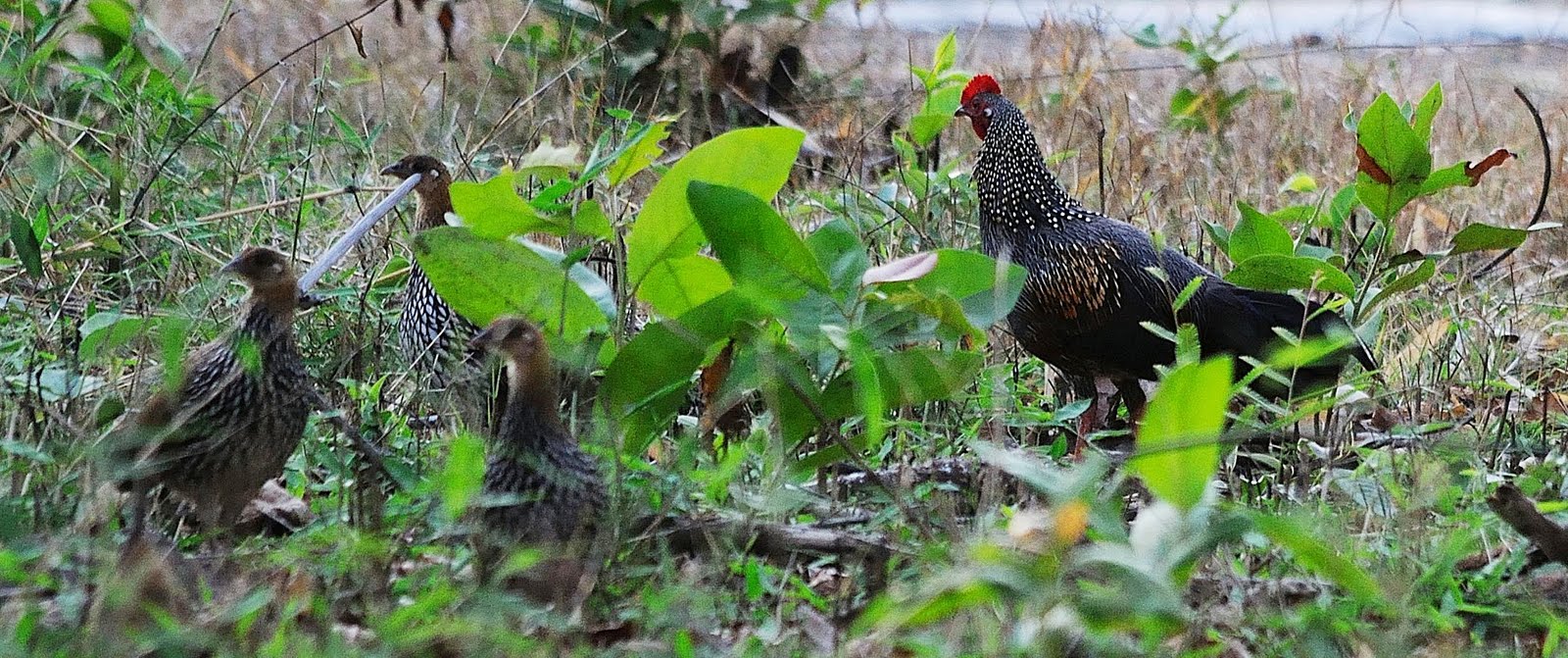 Zunka Bhakri......: On trail of Tiger @ Tadoba-Kolsa
