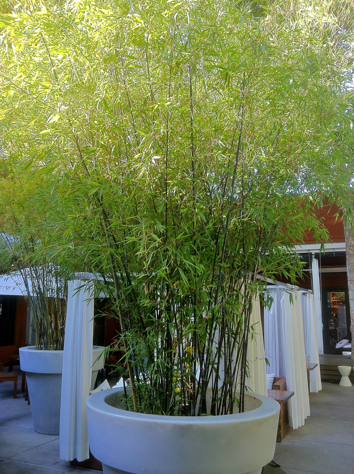 Bamboo Geek: Bamboo Hot Spot: 15th and L Street in Sacramento, CA