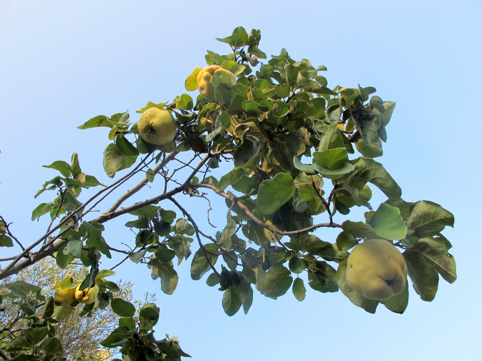 FLORA NEL SALENTO e.. anche altrove: Cydonia oblonga Mill. - Rosaceae ...