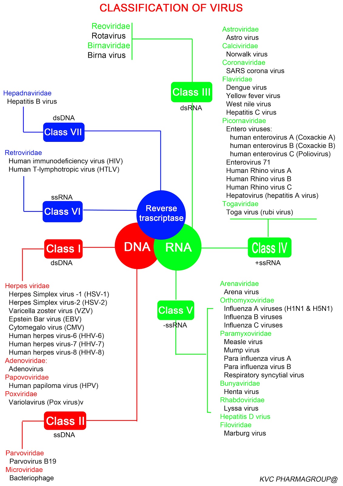 Virus Classification Bioninja