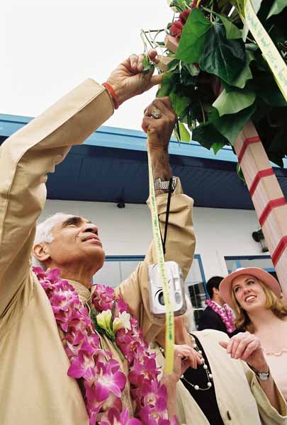 Karlee's blog: From Sharmila 39s blog I decided to design the trees ...