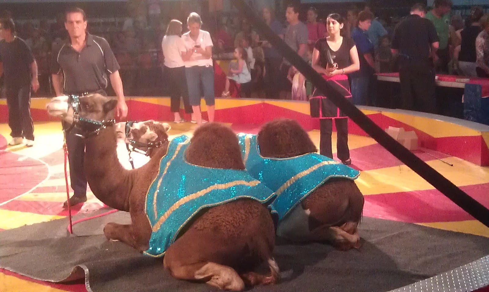 World of Wurdemans: Morocco Shrine Circus