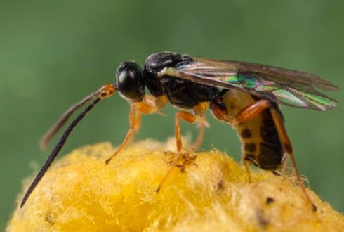 Beetle Boy's BioBlog: Species of the Week: Lysibia Wasps