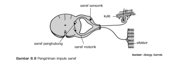 Lengkung Refleks - Our Akuntansi